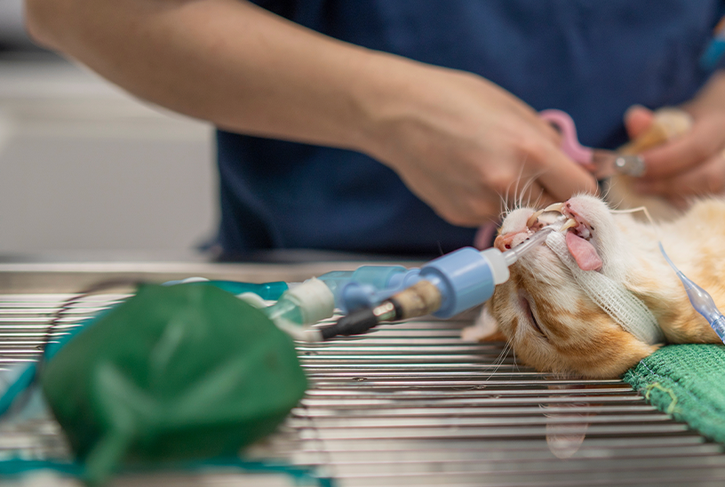 New Products – Ace Vets Supplies