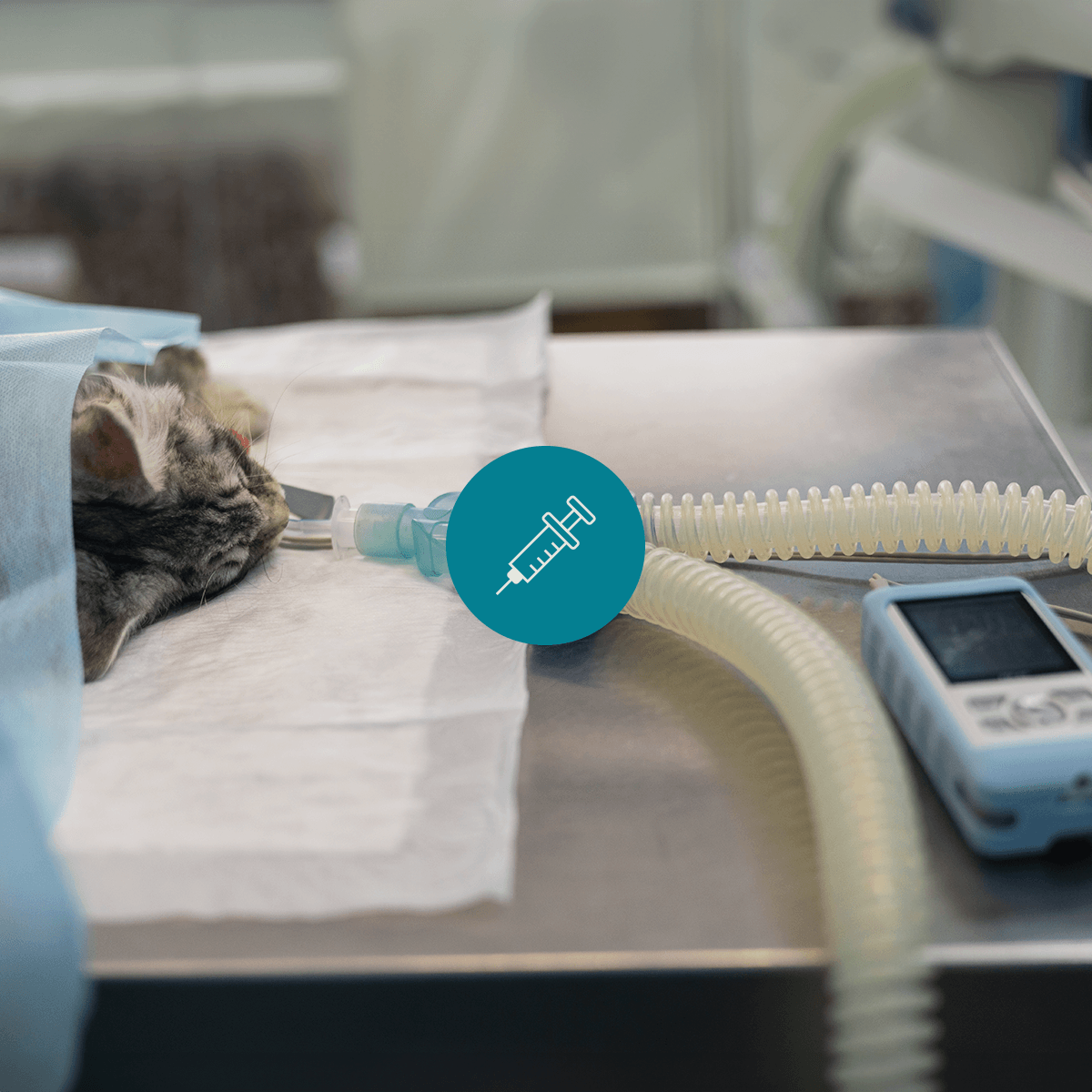 Collections – Ace Vets Supplies